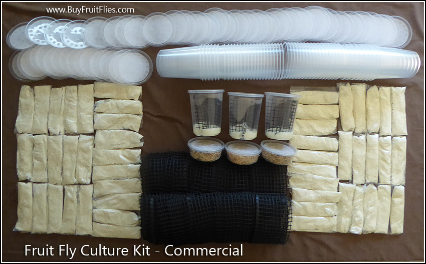 Flightless Fruit Fly Culture Kit - Commercial