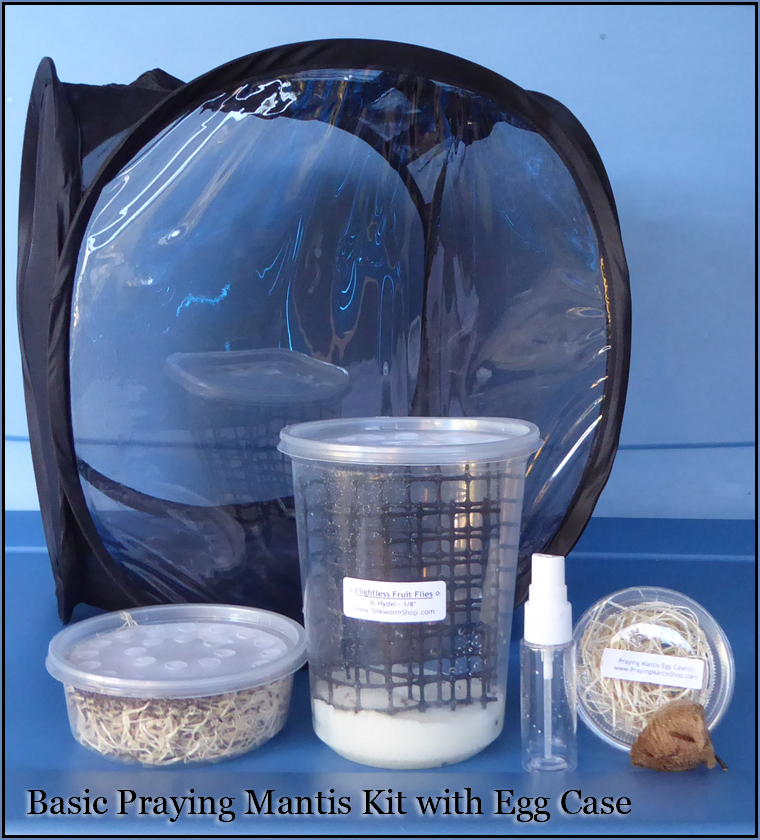 BASIC Praying Mantis Kit - with ootheca